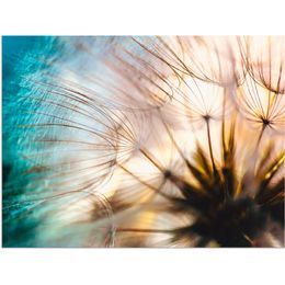 Wandbild Artland "Pusteblume Makro abstrakt" Bilder Gr. B/H: 80 cm x 60 cm, Alu-Dibond-Druck Blumen, 1 St., beige (naturfarben) Kunstdrucke