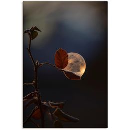 Leinwandbild Artland "Seifenblasen auf Rosenblatt" Bilder Gr. B/H: 60 cm x 90 cm, Blätterbilder Hochformat, 1 St., schwarz Leinwandbilder