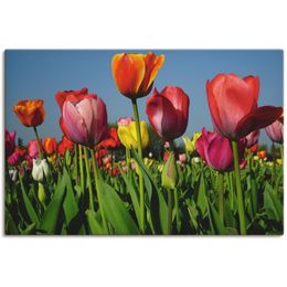 Leinwandbild Artland "Buntes Tulpenfeld" Bilder Gr. B/H: 90 cm x 60 cm, Blumen, 1 St., bunt Leinwandbilder