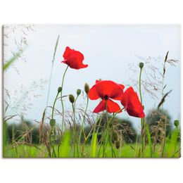 Leinwandbild Artland "Mohnblumen I" Bilder Gr. B/H: 80 cm x 60 cm, Blumen, 1 St., rot Leinwandbilder