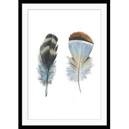 Bild queence "Dorothy" Bilder Gr. B/H: 50 cm x 70 cm, Wandbild Federn Hochformat, bunt (braun, weiß, hellblau) Kunstdrucke
