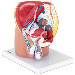 Physa Beckenmodell - männlich - in 4 Teile zerlegbar - Originalgröße PHY-MP-1