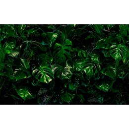 Komar Vliestapete "Tropical Wall" Tapeten Gr. B/L: 400 m x 250 m, Rollen: 1 St., grün Vliestapeten