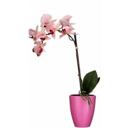 Mica Decorations - Mica Kunstpflanze Phalaenopsis im Topf rosa, 42 x 20 cm Kunstpflanzen