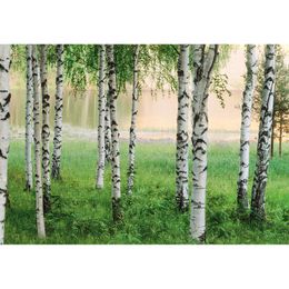 Fototapete - Nordic Forest | Designwalls 2.0 | Birkenwald Wald Baum | 3,66 m x 2,54 m - Grün