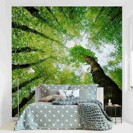 MICASIA 3D Fototapete Wald - Bäume des Lebens - Vliestapete Quadrat Größe HxB: 192cm x 192cm