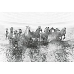 Bricoflor - Fototapete - White Horses | Designwalls 2.0 | Pferde Tiere Strand | 3,84 m x 2,6 m - Weiß