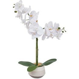 Atmosphera - Künstlich Orchidee Clera Weiß