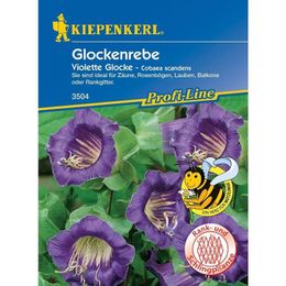 Kiepenkerl - Glockenreben Violette Glocke - Blumensamen