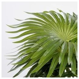Mica Decorations Mica Kunstpflanze Palme grün im Topf 40 cm