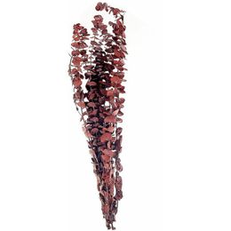 Beliani Trockenblumen Dunkelrot 56 cm Eukalyptus Getrockneter Blumenstrauß Getrocknete Blumen Dekoration