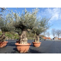 Olivenbaum in Bonsai-Schale, 190 - 210 cm knorrige urige Olive, winterhart, Olea Europaea