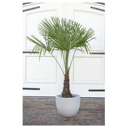 Chinesische Hanfpalme Trachycarpus Fortunei H ca. 150-170 cm 30 cm Topf