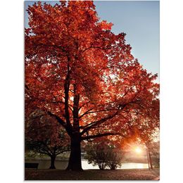 Glasbild Artland "Herbstbaum" Bilder Gr. B/H: 60 cm x 80 cm, Bäume, 1 St., rot Glasbilder