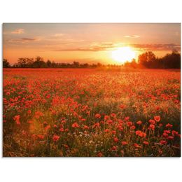 Glasbild Artland "Mohnblumenfeld bei Sonnenuntergang" Bilder Gr. B/H: 80 cm x 60 cm, Blumen, 1 St., rot Glasbilder