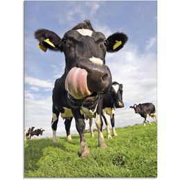Glasbild Artland "Holstein-Kuh mit gewaltiger Zunge" Bilder Gr. B/H: 60 cm x 80 cm, Haustiere, 1 St., blau Glasbilder