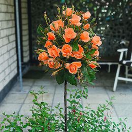 Gärtner Pötschke Oranger Rosen-Stamm, Höhe ca. 70 cm
