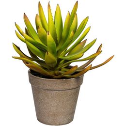 Künstliche Zimmerpflanze Deko-Sukkulente Aloe plicatilis Aloe, Creativ green, Höhe 24 cm, grün