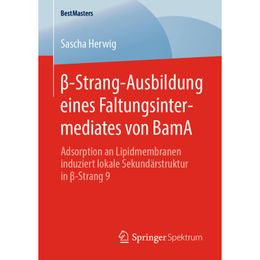 beta-Strang-Ausbildung eines Faltungsintermediates von BamA - Sascha Herwig, Kartoniert (TB)