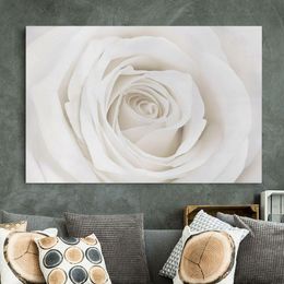 MICASIA Leinwandbild - Pretty White Rose - Quer 2:3 Größe HxB: 100cm x 150cm