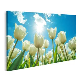 islandburner Leinwandbild Nahaufnahme eines weiäen Tulpenfeldes vor blauem Himmel - Frühlingsidy