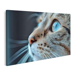 islandburner Leinwandbild Detailaufnahme einer Katze mit leuchtend blauen Augen und eindringlich