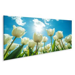 islandburner Leinwandbild Nahaufnahme eines weiäen Tulpenfeldes vor blauem Himmel - Frühlingsidy