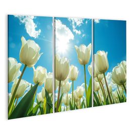 islandburner Leinwandbild Nahaufnahme eines weiäen Tulpenfeldes vor blauem Himmel - Frühlingsidy
