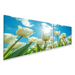 islandburner Leinwandbild Nahaufnahme eines weiäen Tulpenfeldes vor blauem Himmel - Frühlingsidy