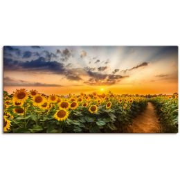 Wandbild Artland "Sonnenblumenfeld bei Sonnenuntergang" Bilder Gr. B/H: 100 cm x 50 cm, Leinwandbild Blumenbilder Querformat, 1 St., gelb Kunstdrucke