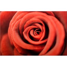 Metallbild Wall-Art "Rote Rose" Bilder Gr. B/H: 120 cm x 75 cm, rot Metallbilder