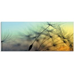 Glasbild Artland "Goldener Sonnenuntergang und Pusteblumen" Bilder Gr. B/H: 125 cm x 50 cm, Blumen, 1 St., gelb Glasbilder