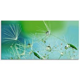 Glasbild Artland "Glitzernde Pustblumen mit Wassertropfen" Bilder Gr. B/H: 100 cm x 50 cm, Glasbild Blumen Querformat, 1 St., blau Glasbilder
