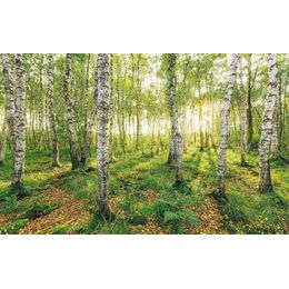 Komar Vliestapete "Birch Trees" Tapeten Gr. B/L: 400 m x 250 m, Rollen: 1 St., grün Vliestapeten