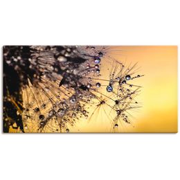 Wandbild Artland "Pusteblume mit Tautropfen benetzt" Bilder Gr. B/H: 100 cm x 50 cm, Leinwandbild Blumen, 1 St., goldfarben Kunstdrucke