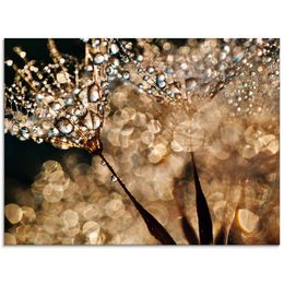 Glasbild Artland "Pusteblume Goldschimmer" Bilder Gr. B/H: 80 cm x 60 cm, Glasbild Blumen Querformat, 1 St., goldfarben Glasbilder