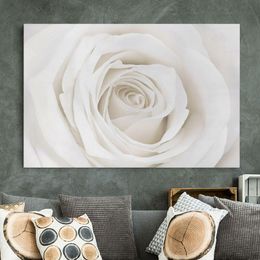 MICASIA Leinwandbild - Pretty White Rose - Quer 2:3 Größe HxB: 40cm x 60cm