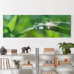 MICASIA Leinwandbild - Green Ambiance ii - Panorama Quer Größe HxB: 50cm x 150cm