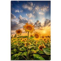 Wandbild Artland "Sonnenblumen im Sonnenuntergang" Bilder Gr. B/H: 60 cm x 90 cm, Leinwandbild Blumenbilder Hochformat, 1 St., bunt Kunstdrucke