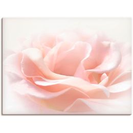 Wandbild Artland "Rose I" Bilder Gr. B/H: 80 cm x 60 cm, Leinwandbild Blumen Querformat, 1 St., pink Kunstdrucke