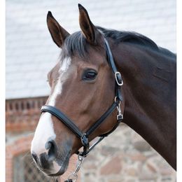 CATAGO Horse Guard Lederhalfter - schwarz - Kaltblut