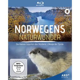 Norwegens Naturwunder: Die kleinen Giganten des Nordens / Magie der Fjorde (Blu-ray)