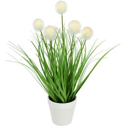 Kunstpflanze Knopfgras im Topf, I.GE.A., Höhe 35 cm, weiß