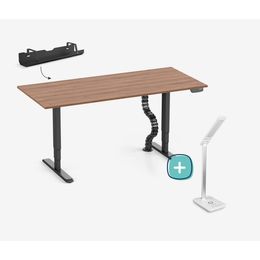 Höhenverstellbarer Schreibtisch PRIMUS + Kabelwanne, Kabelschlange & Schreibtischleuchte - 160x80 - Schwarz / Nussbaum - 7 Jahre Garantie