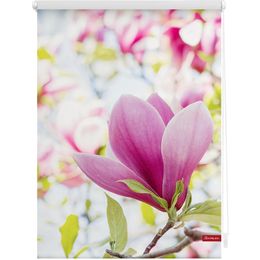 Seitenzugrollo LICHTBLICK ORIGINAL "Rollo Klemmfix, ohne Bohren, Verdunkelung, Magnolie - Rosa" Rollos Gr. 90 cm, stufenlos positionierbar, 150 cm, rosa (rosa, weiß) Verdunkelungsrollos