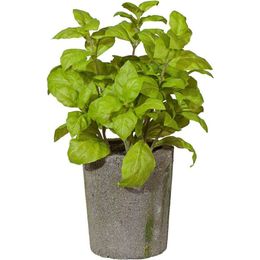 Kunstpflanze Basilikumbusch Basilikum, Creativ green, Höhe 23 cm, grün