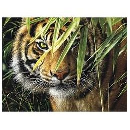 MAMMUT Spiel und Geschenk Malen nach Zahlen mit Acrylfarben "Tiger", 40 x 30 cm