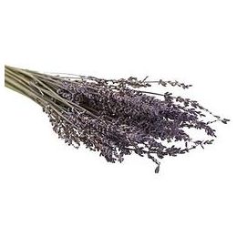 buttinette Echter Lavendel, natur
