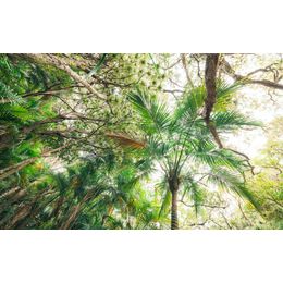 Komar Vliestapete "Touch the Jungle" Tapeten Gr. B/L: 450 m x 280 m, Rollen: 1 St., grün Vliestapeten