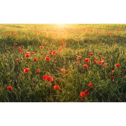 Komar Vliestapete "Poppy World" Tapeten Gr. B/L: 450 m x 280 m, Rollen: 1 St., grün (grün, rot) Blumentapeten